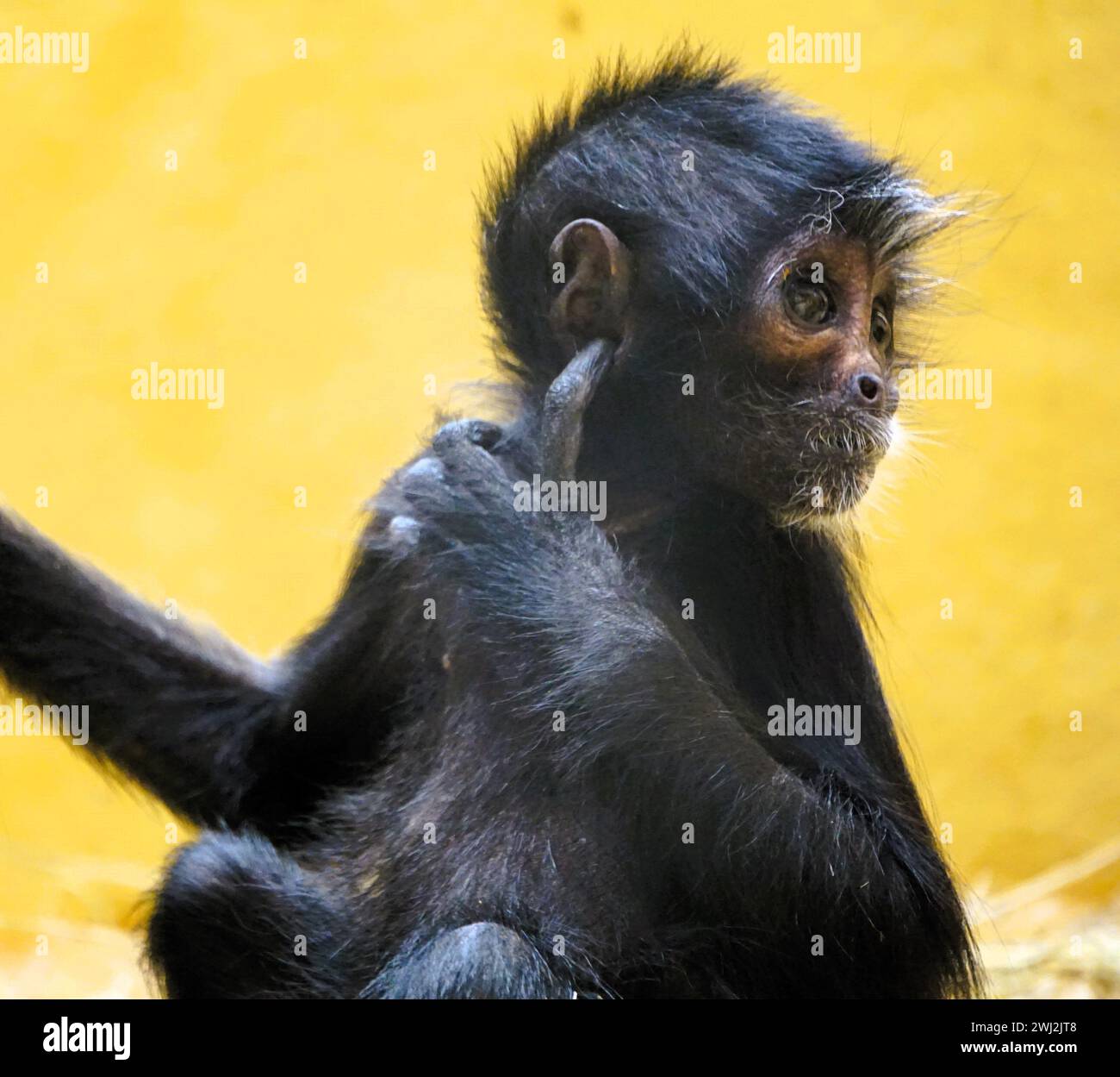 Hand on chest hi-res stock photography and images - Alamy