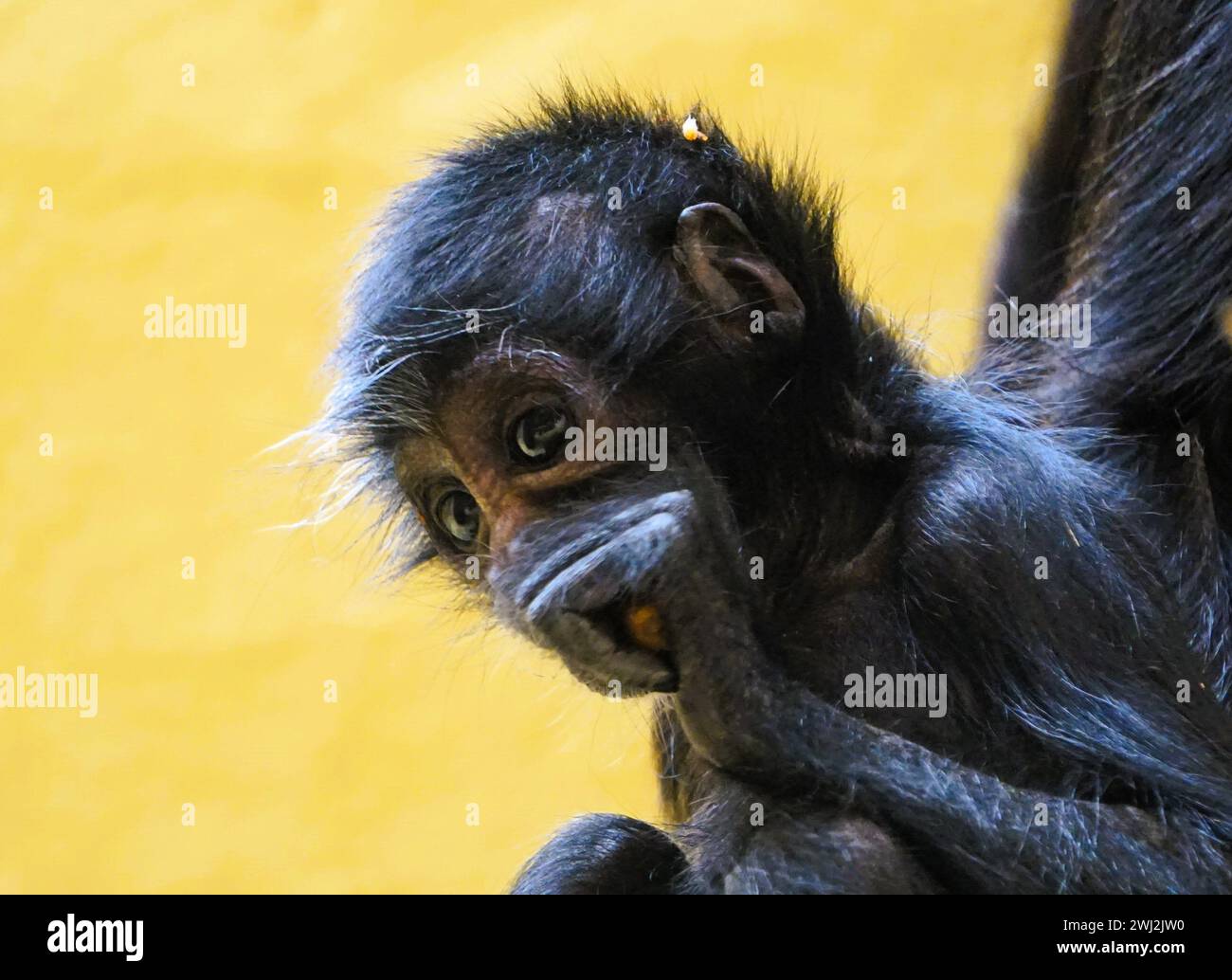 Curious monkey examining its fingers intently Stock Photo - Alamy