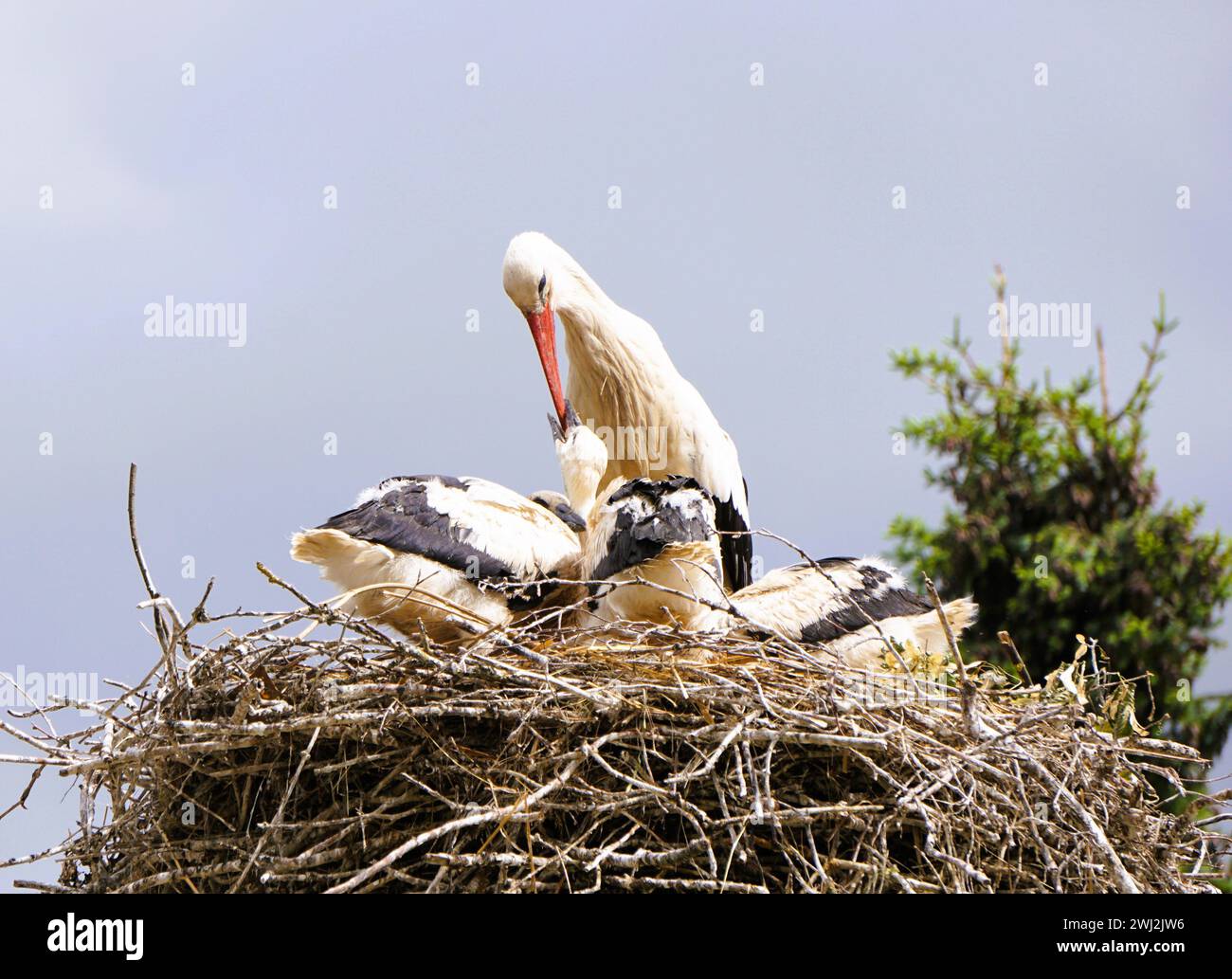Storks in tree nest, appearing content Stock Photo - Alamy