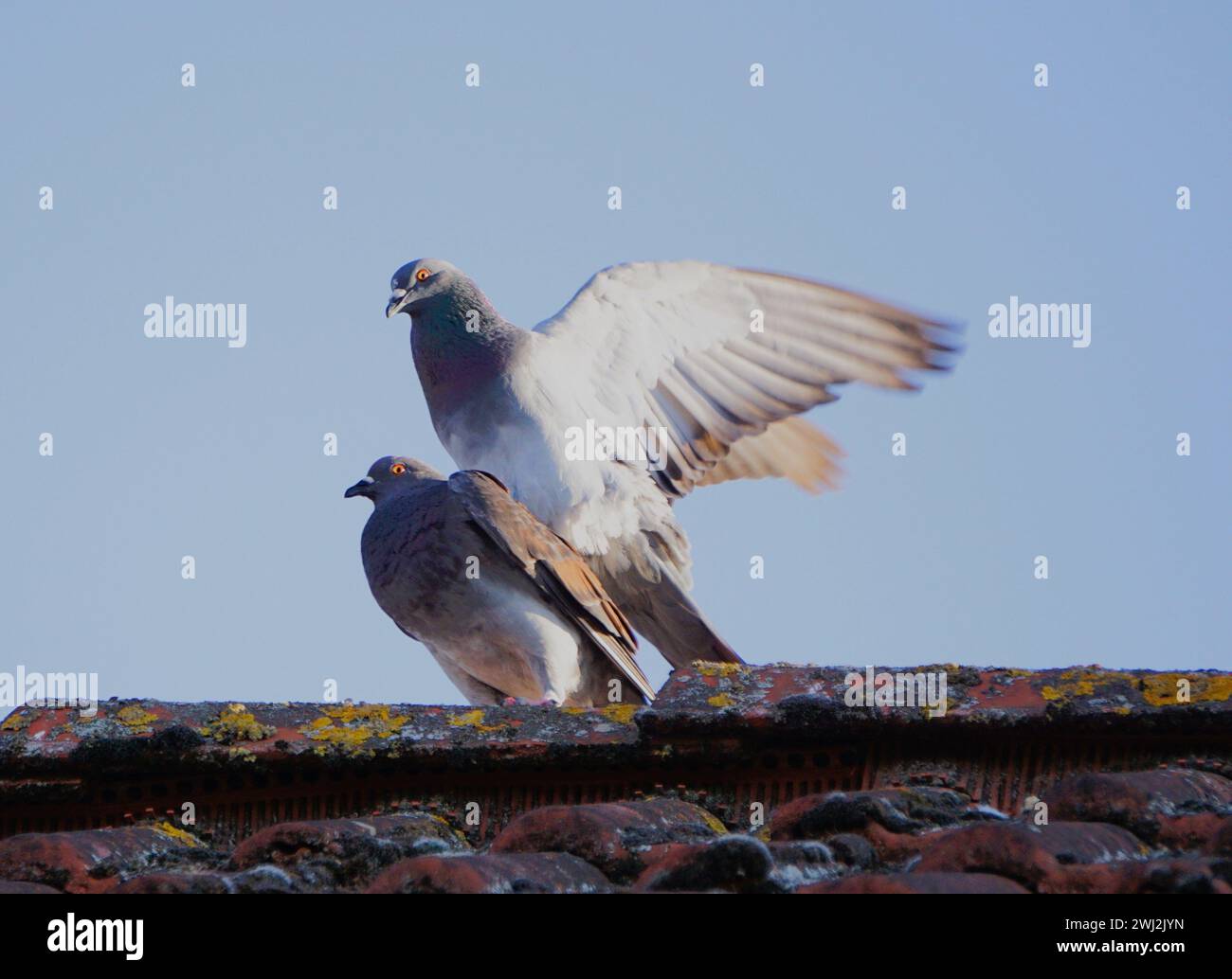Two pigeons perched on a rooftop, displaying their elegant wings Stock ...