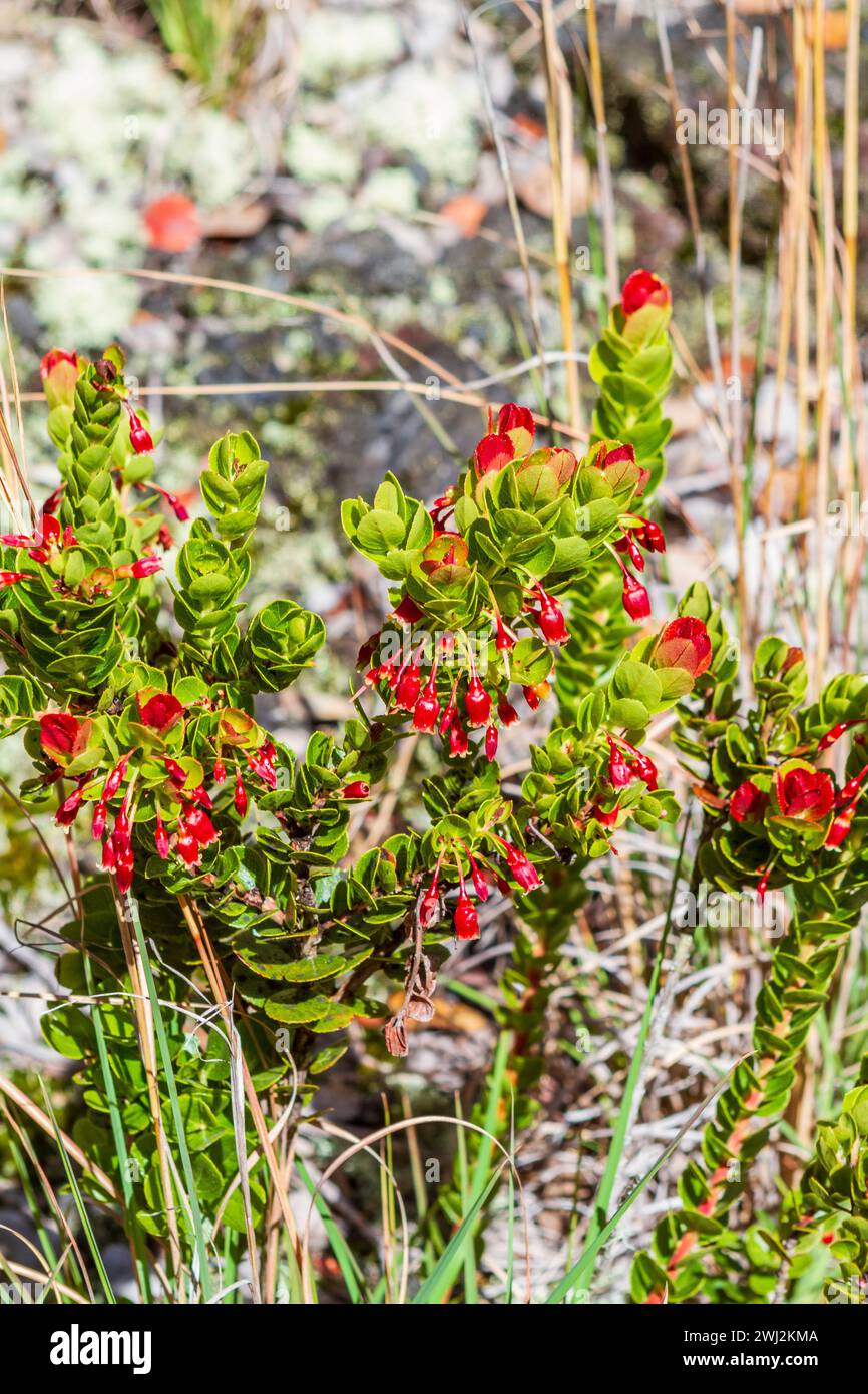 Ohelo (Vaccinium reticulatum) is a native Hawaiian shrub that grows at ...