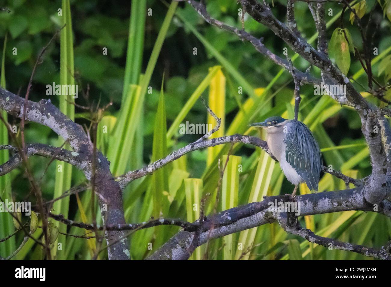 Striated Heron, Butorides striata, Bhitarkanika, Odisha, India Stock ...