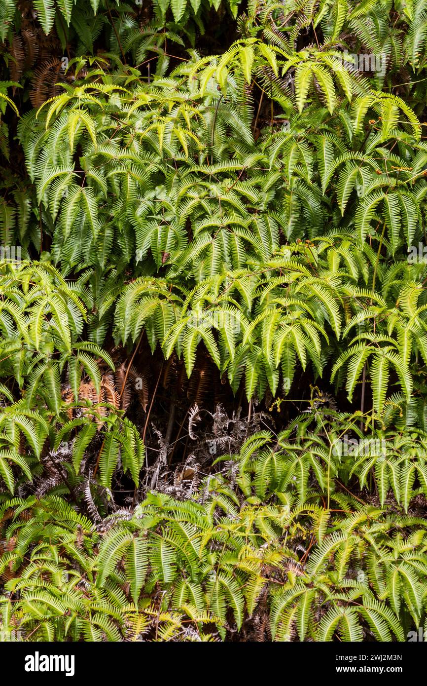 Native fern in hawaii hi-res stock photography and images - Alamy