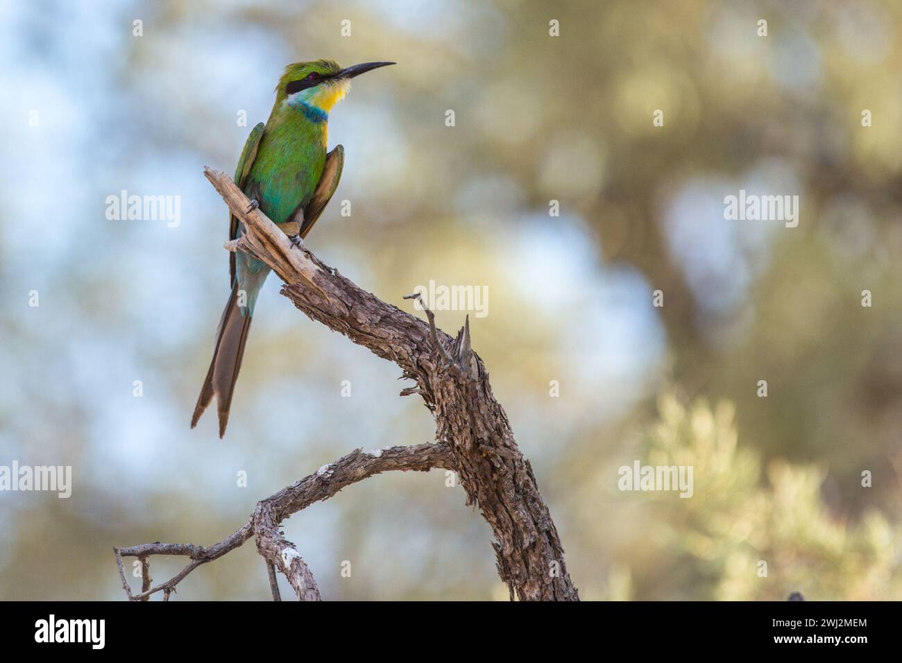 Bird colours same as background hi-res stock photography and images - Alamy