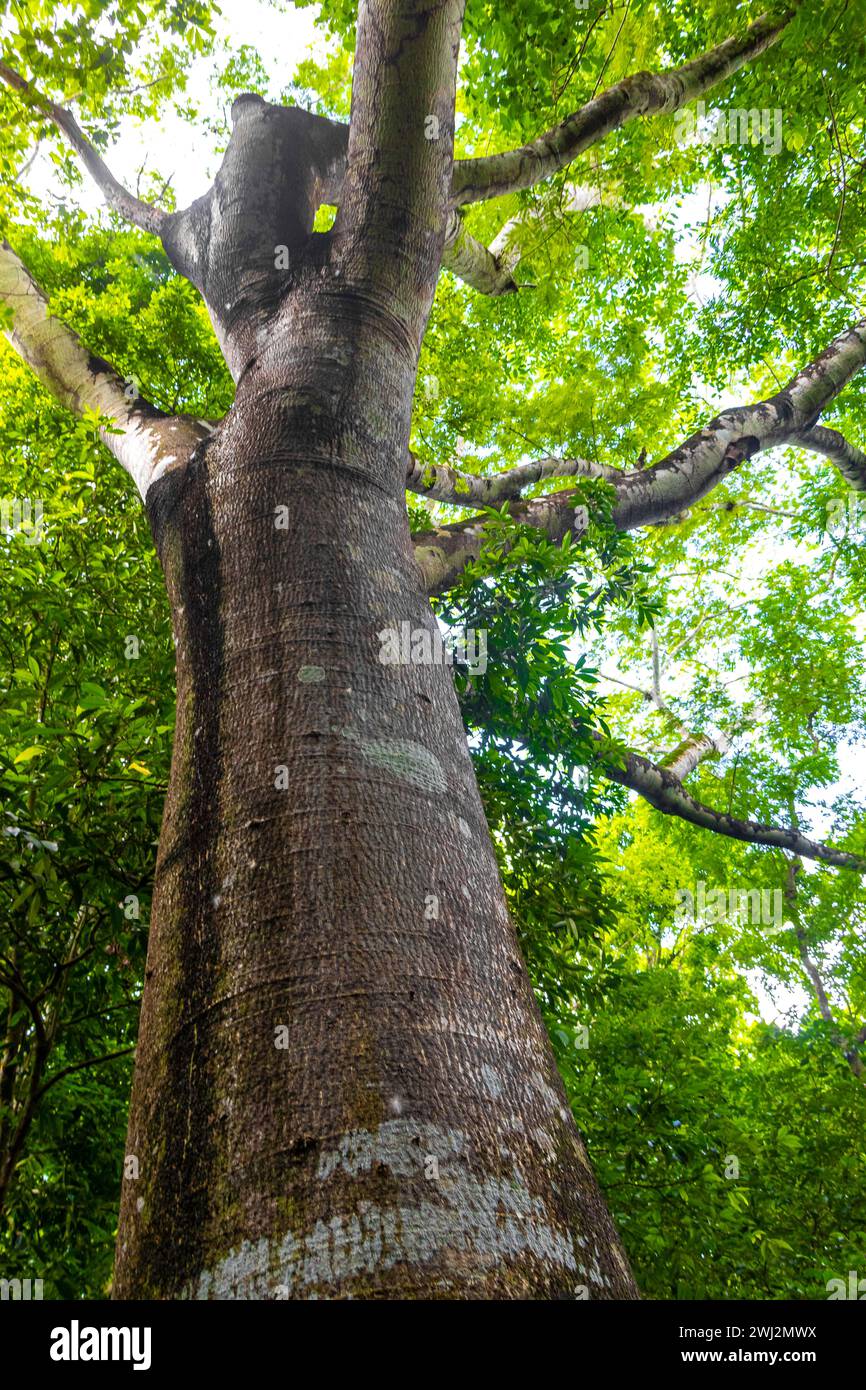 Giant tropical trees in the jungle rainforest at the Ruins in Coba ...
