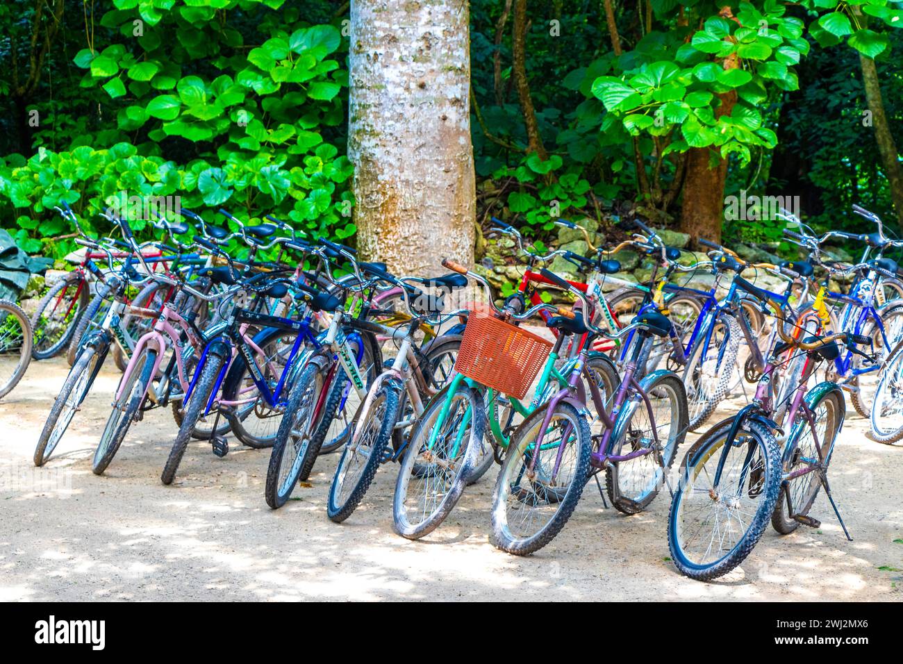 Coba Quintana Roo Mexico 01. October 2023 Rent a bike bicycle tricycle and ride through the ...
