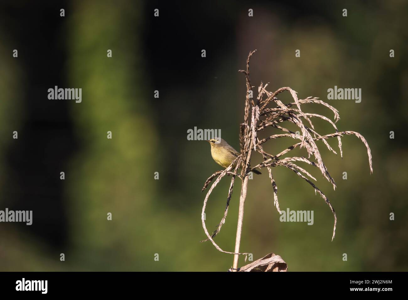 Tickell's Leaf Warbler, Phylloscopus affinis, Sikkim, India Stock Photo ...