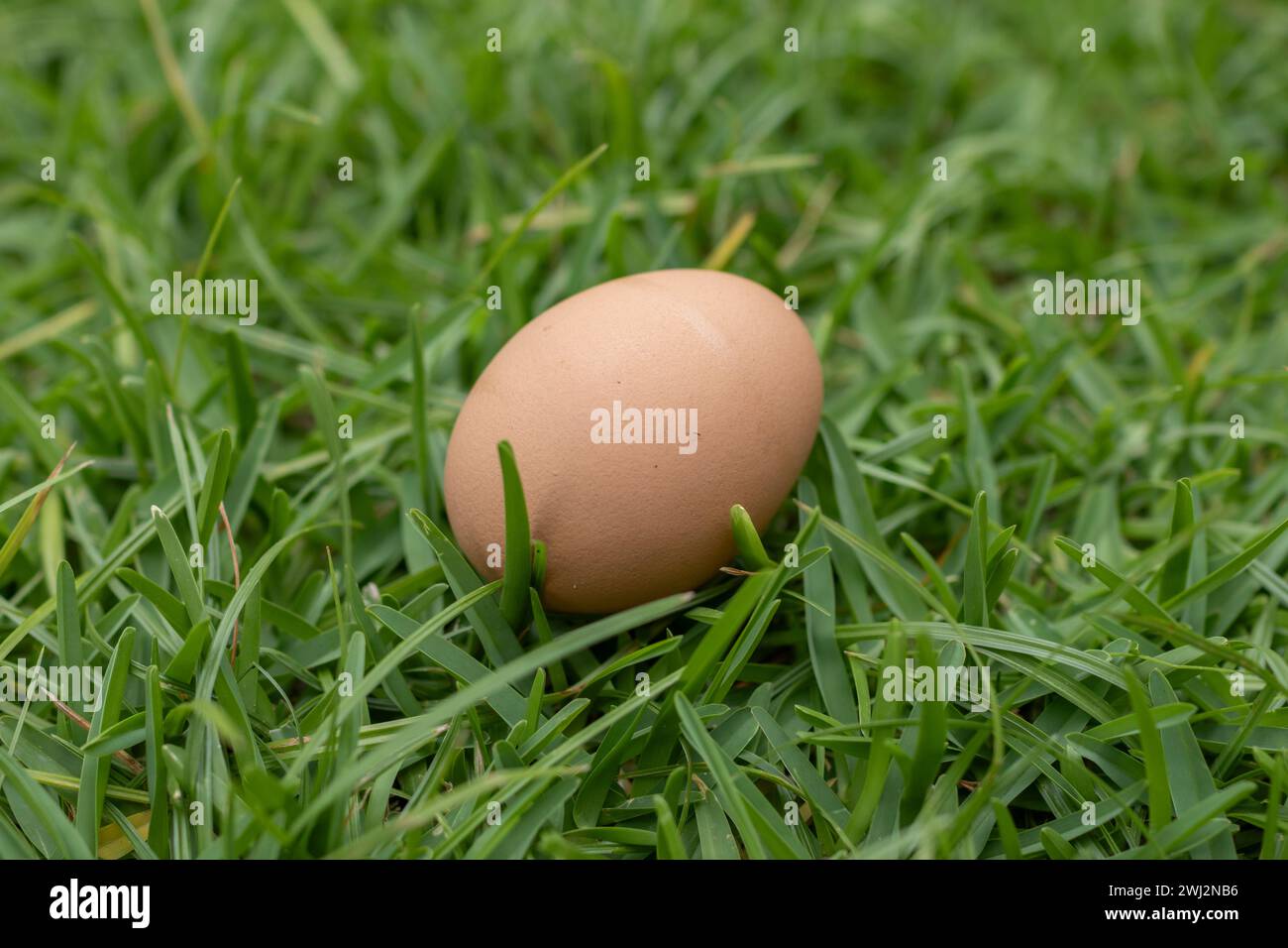 Closeup of a single brown egg in a yard viewed from an angle Stock ...