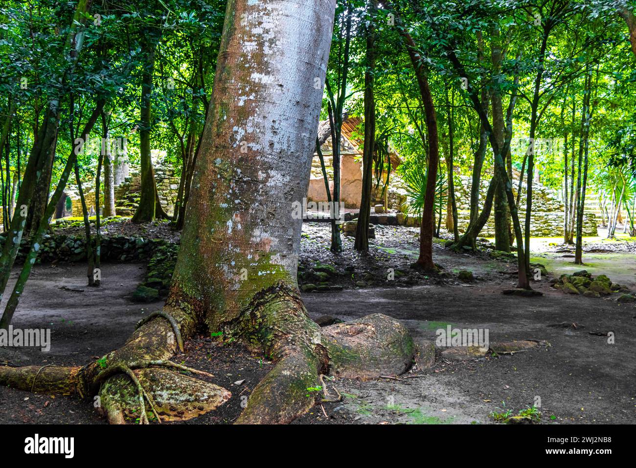 Giant tropical trees in the jungle rainforest at the Ruins in Coba ...