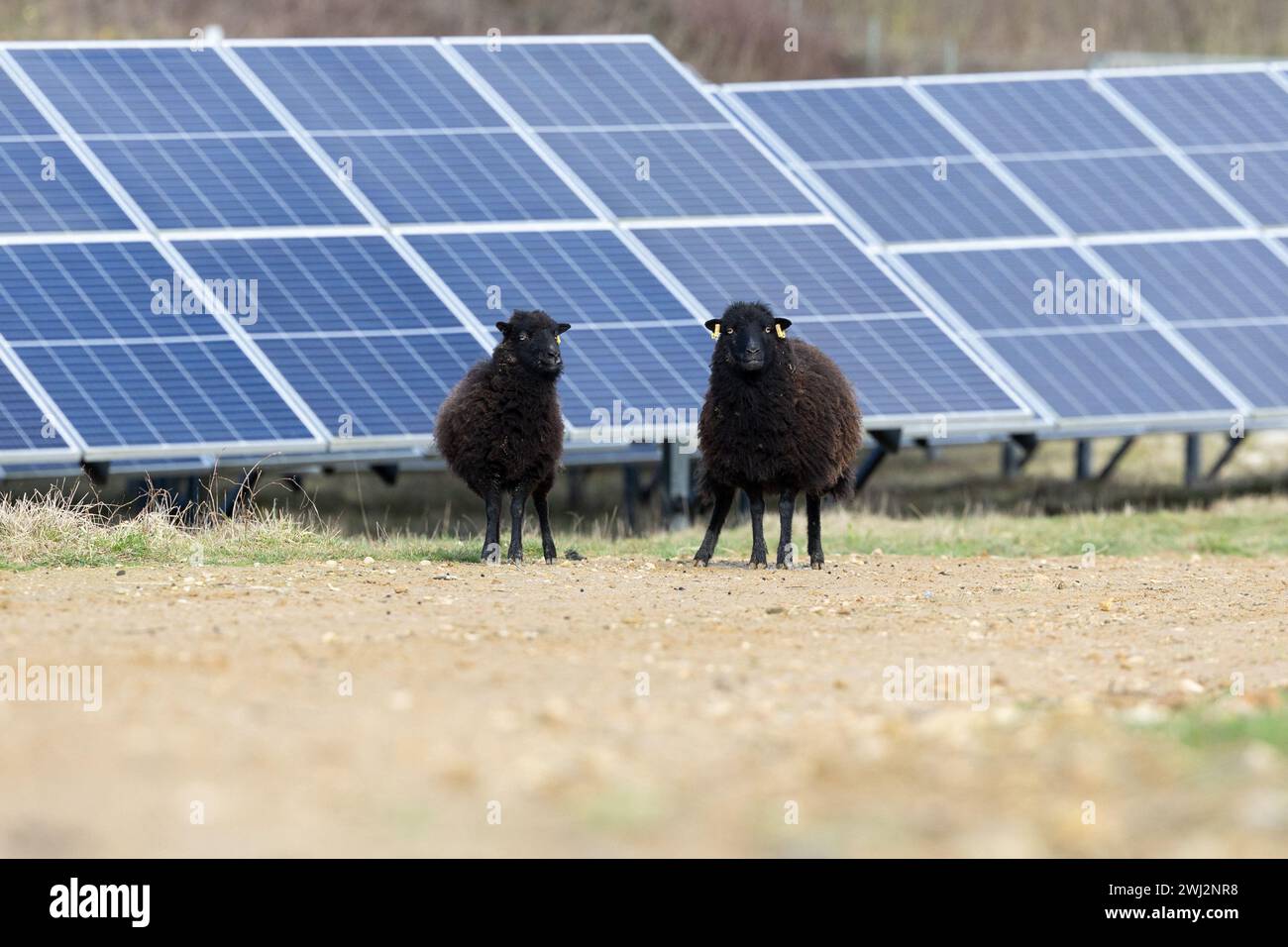 Sheep running past panels at the Photovoltaic PV Park in Marcoussis ...