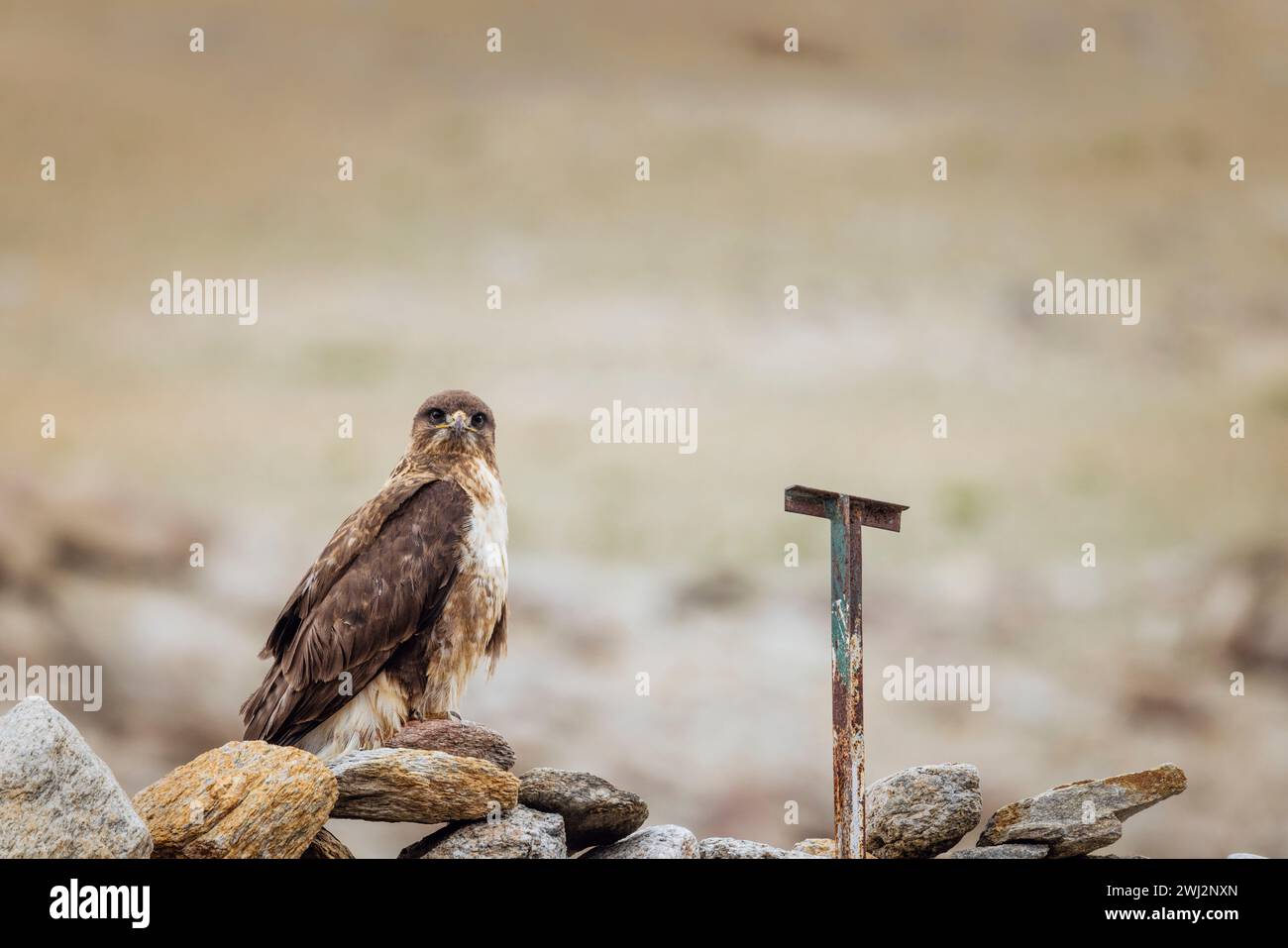 Fauna of ladakh hi-res stock photography and images - Alamy