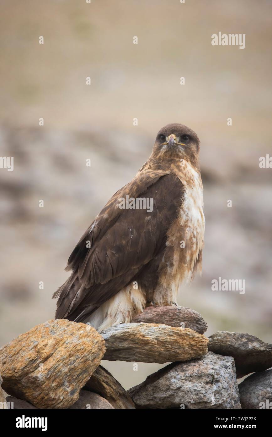 Upland Buzzard, Buteo hemilasius, Tsokar, Ladakh, India Stock Photo - Alamy
