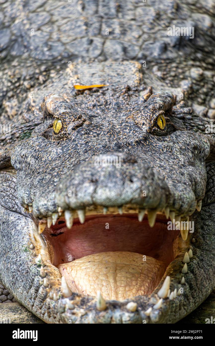 Thao cam vien sai gon hi-res stock photography and images - Alamy