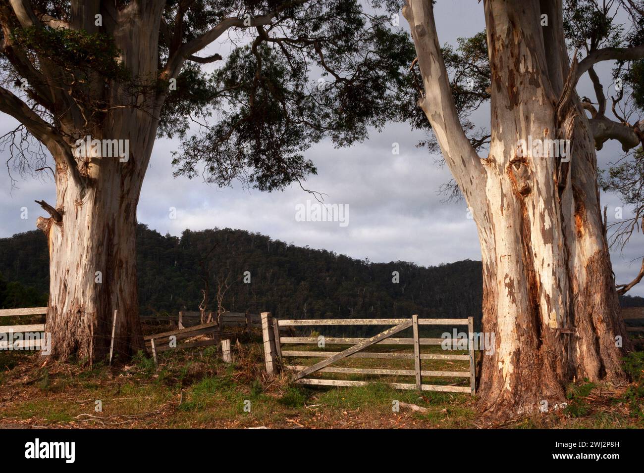 Gum trees, farm field and forest in Tasmania in Australia Stock Photo ...