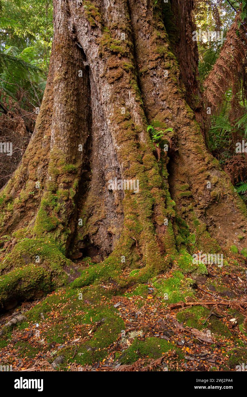 Beautiful biodiversity australia hi-res stock photography and images ...