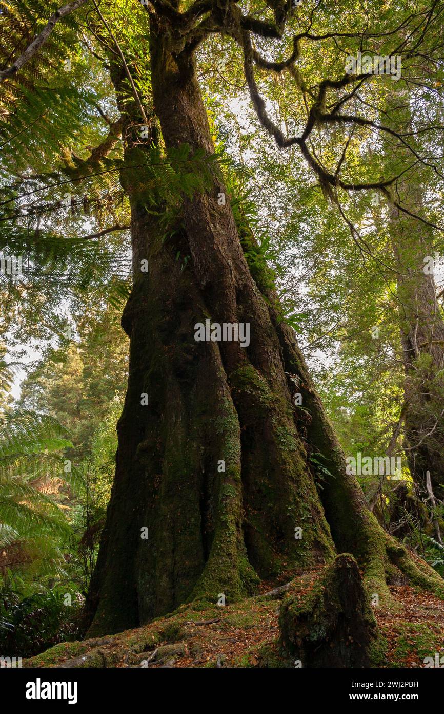 Myrtle forest in Tasmania in Australia Stock Photo - Alamy