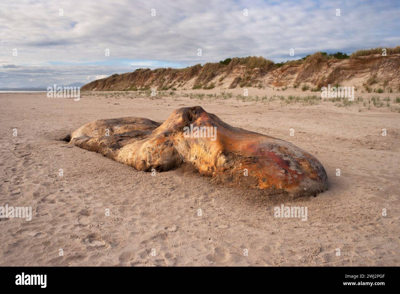 Decomposing whale on Ocean beach on the west coast of Tasmania in ...