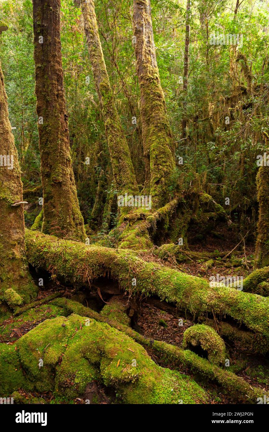 Gordon river hi-res stock photography and images - Alamy