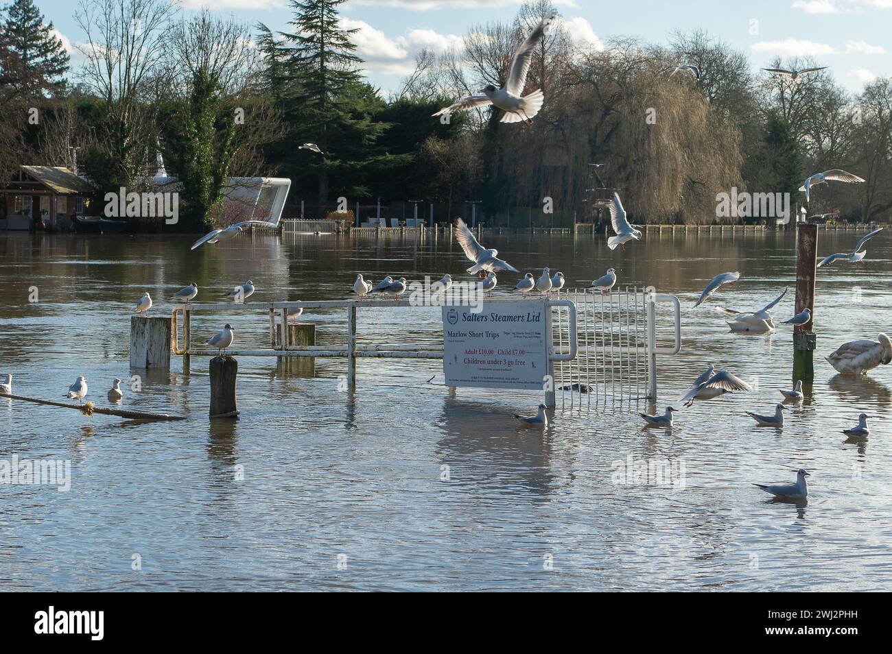 Marlow, UK. 12th February, 2024. The River Thames has burst it's banks ...