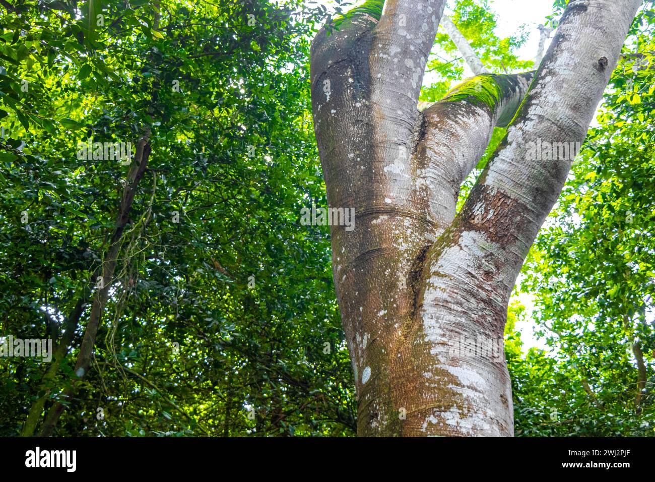 Giant tropical trees in the jungle rainforest at the Ruins in Coba ...