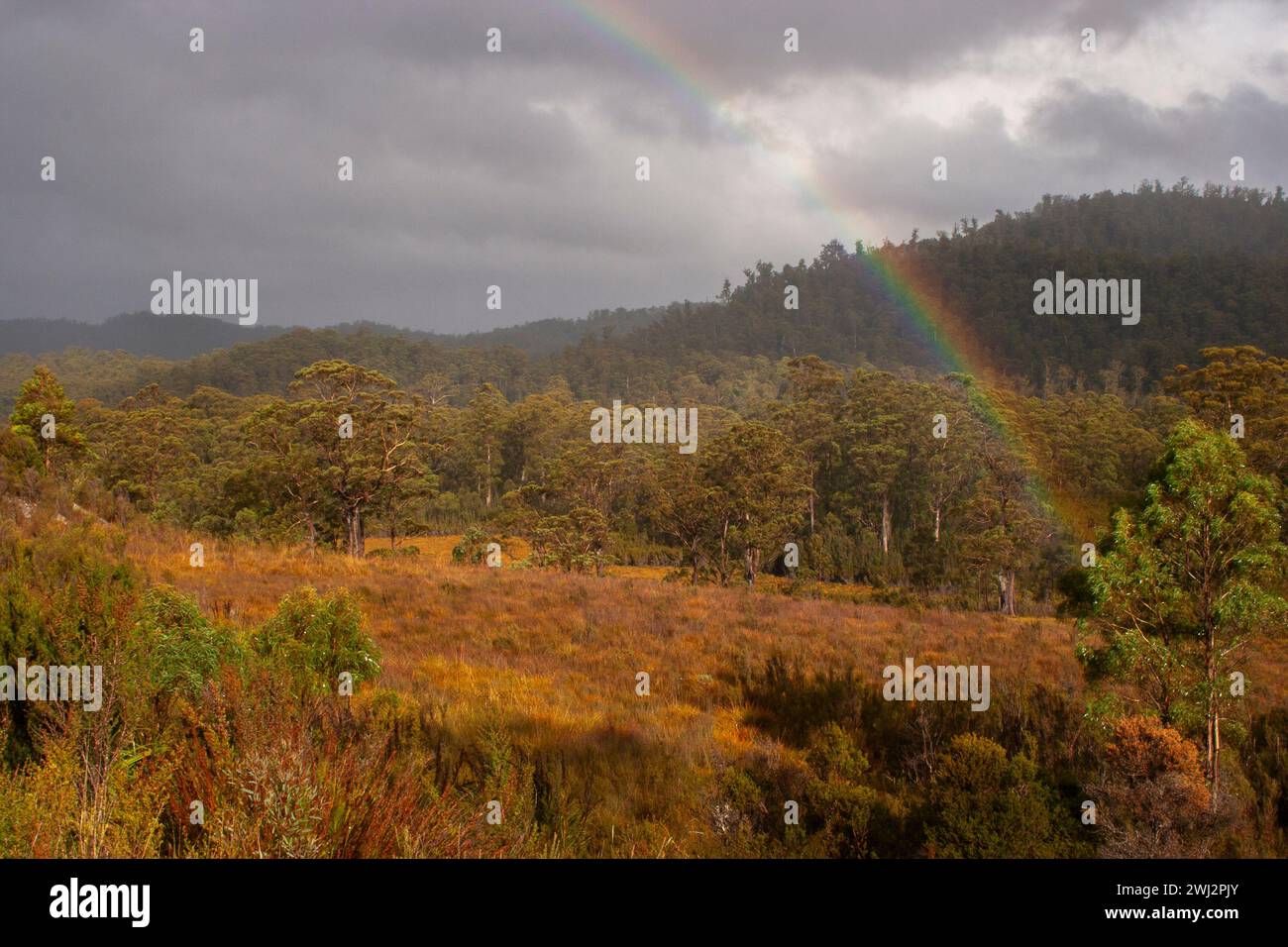 Temperate rainforest, mountains, hills and grassland wilderness in ...