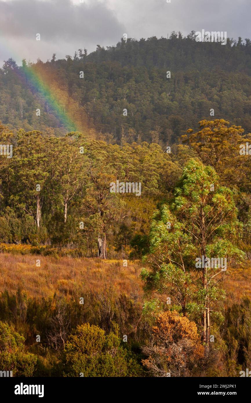 Temperate rainforest, mountains, hills and grassland wilderness in ...