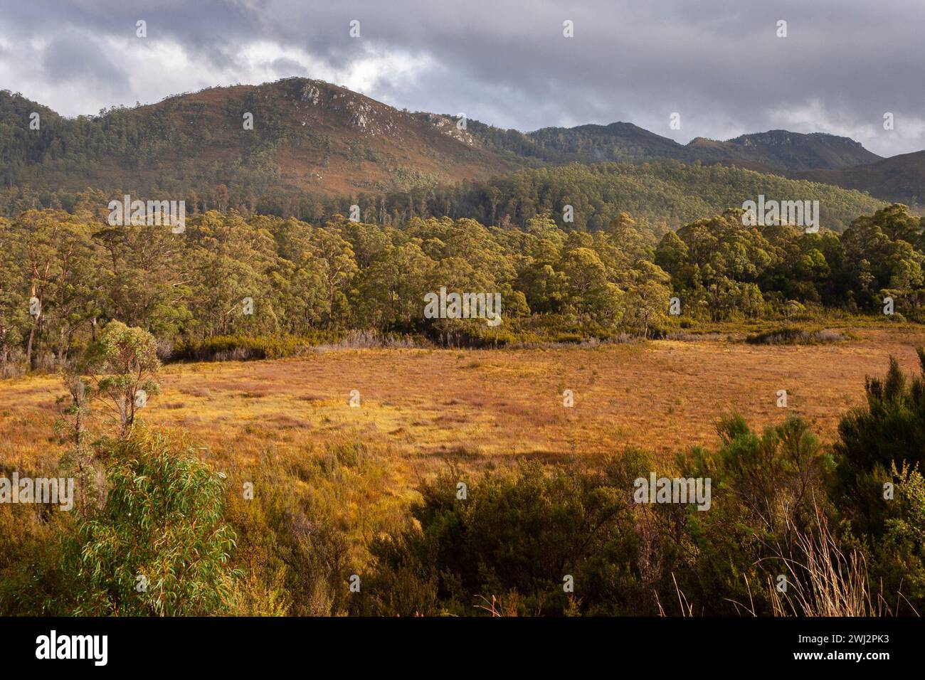 Temperate rainforest, mountains, hills and grassland wilderness in ...