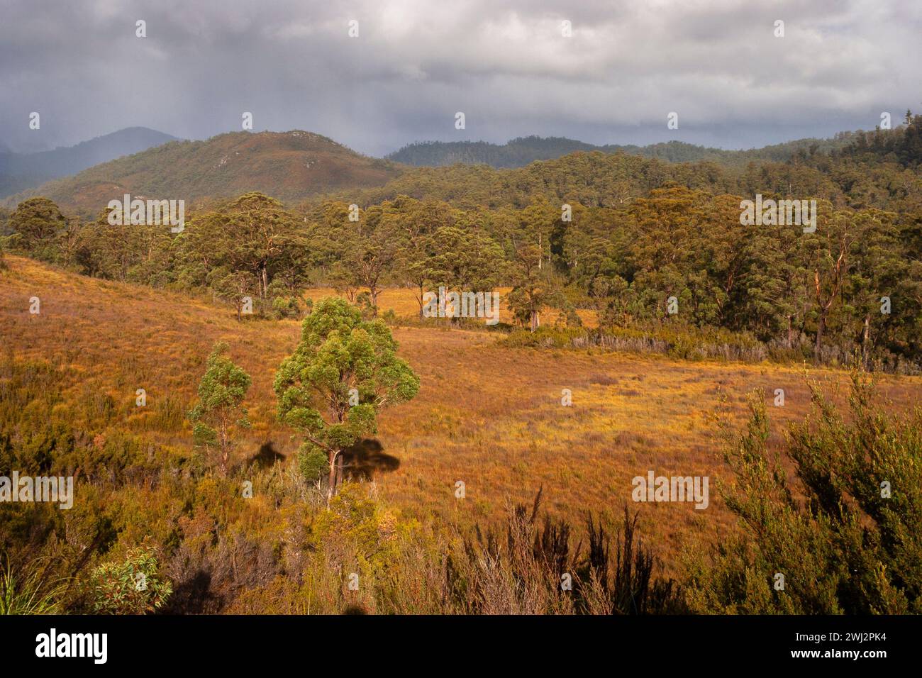 Temperate rainforest, mountains, hills and grassland wilderness in ...