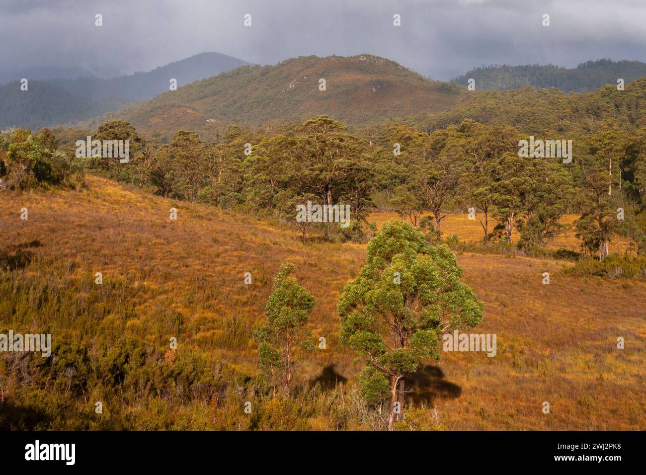 Temperate rainforest, mountains, hills and grassland wilderness in ...