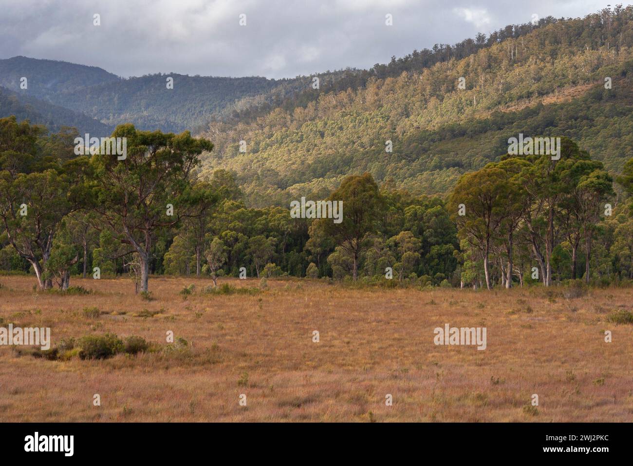 Temperate rainforest, mountains, hills and grassland wilderness in ...
