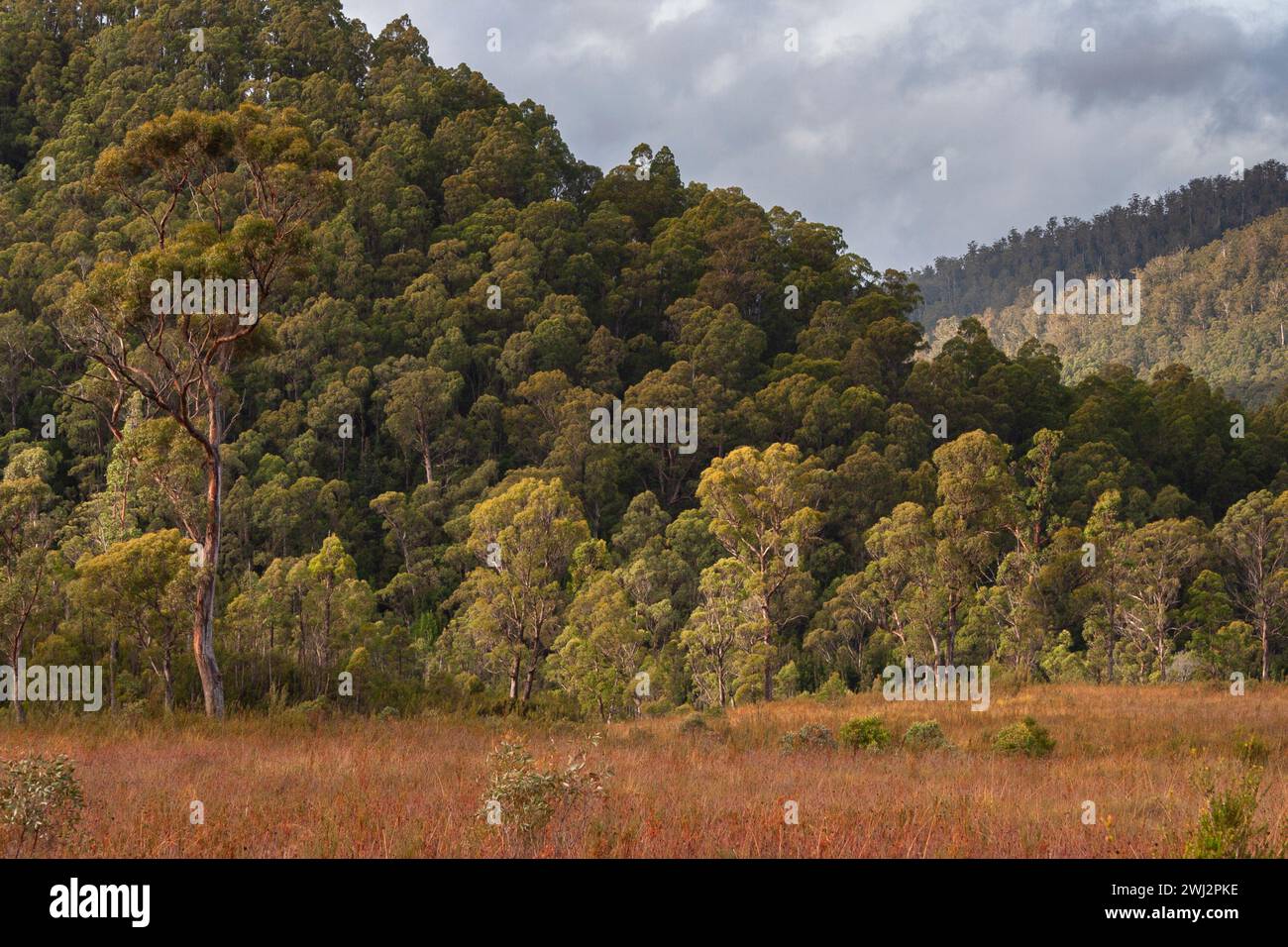 Temperate rainforest, mountains, hills and grassland wilderness in ...