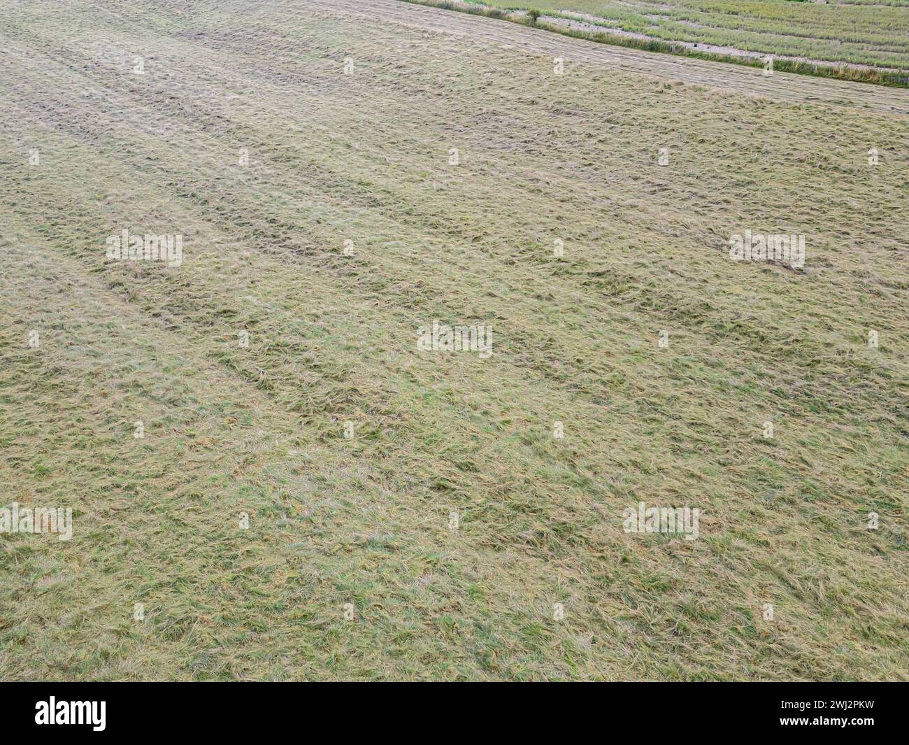 UK farming. Aerial photography of stripes in a grass field during ...
