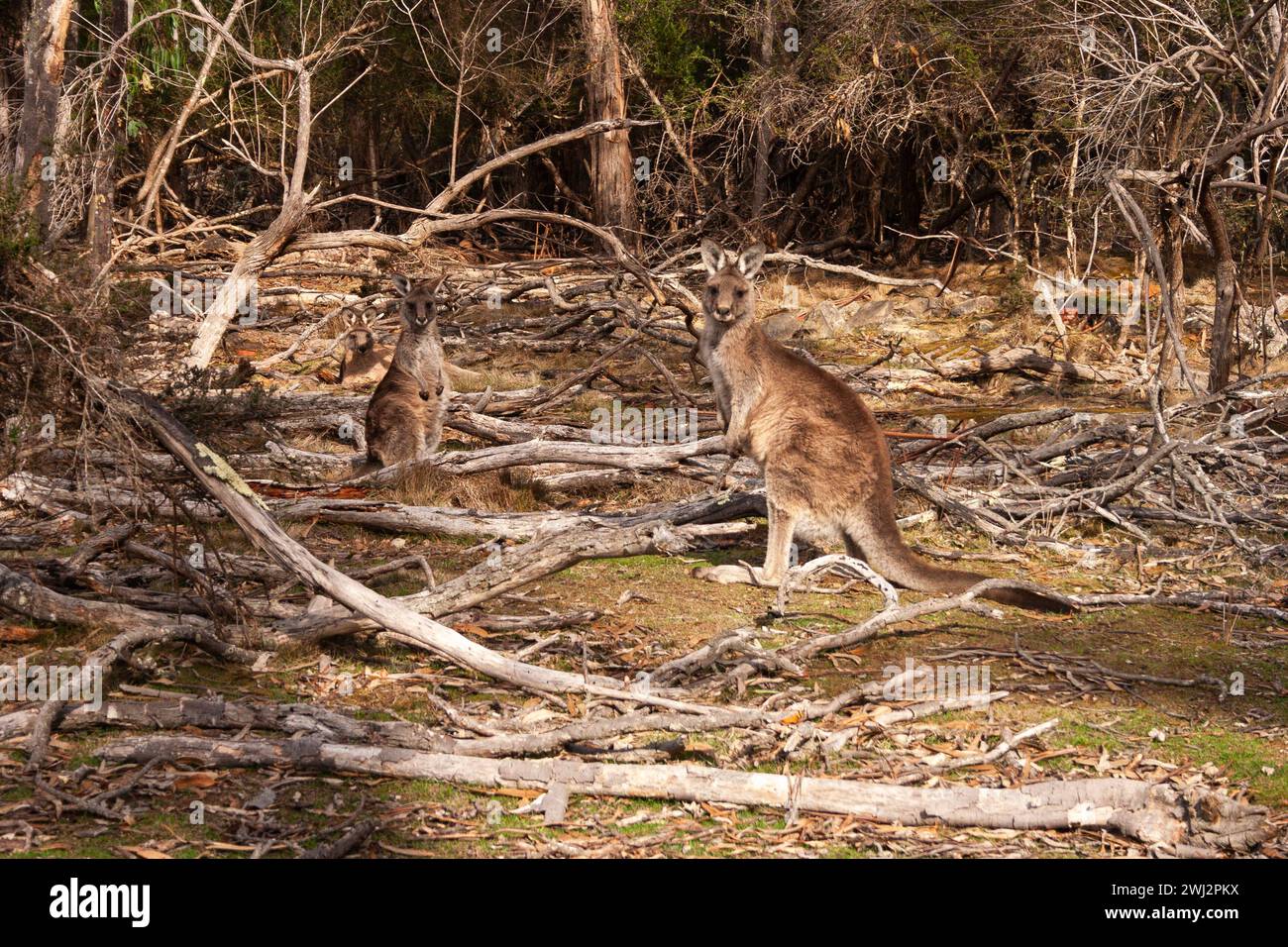 Eastern grey kangaroos on Maria island on the east coast of Tasmania in ...