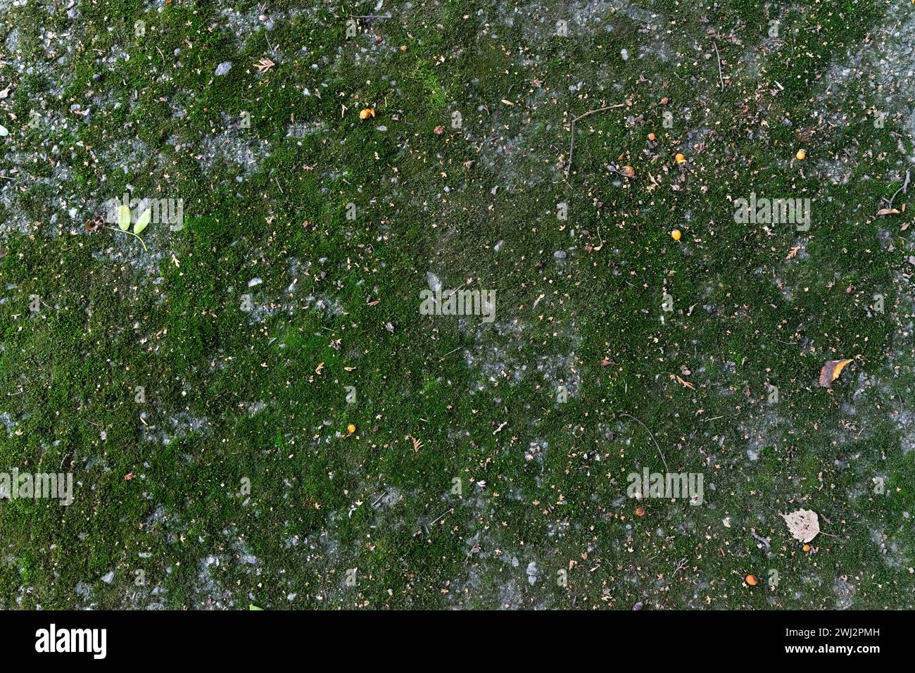 The concrete road is overgrown with moss Stock Photo - Alamy