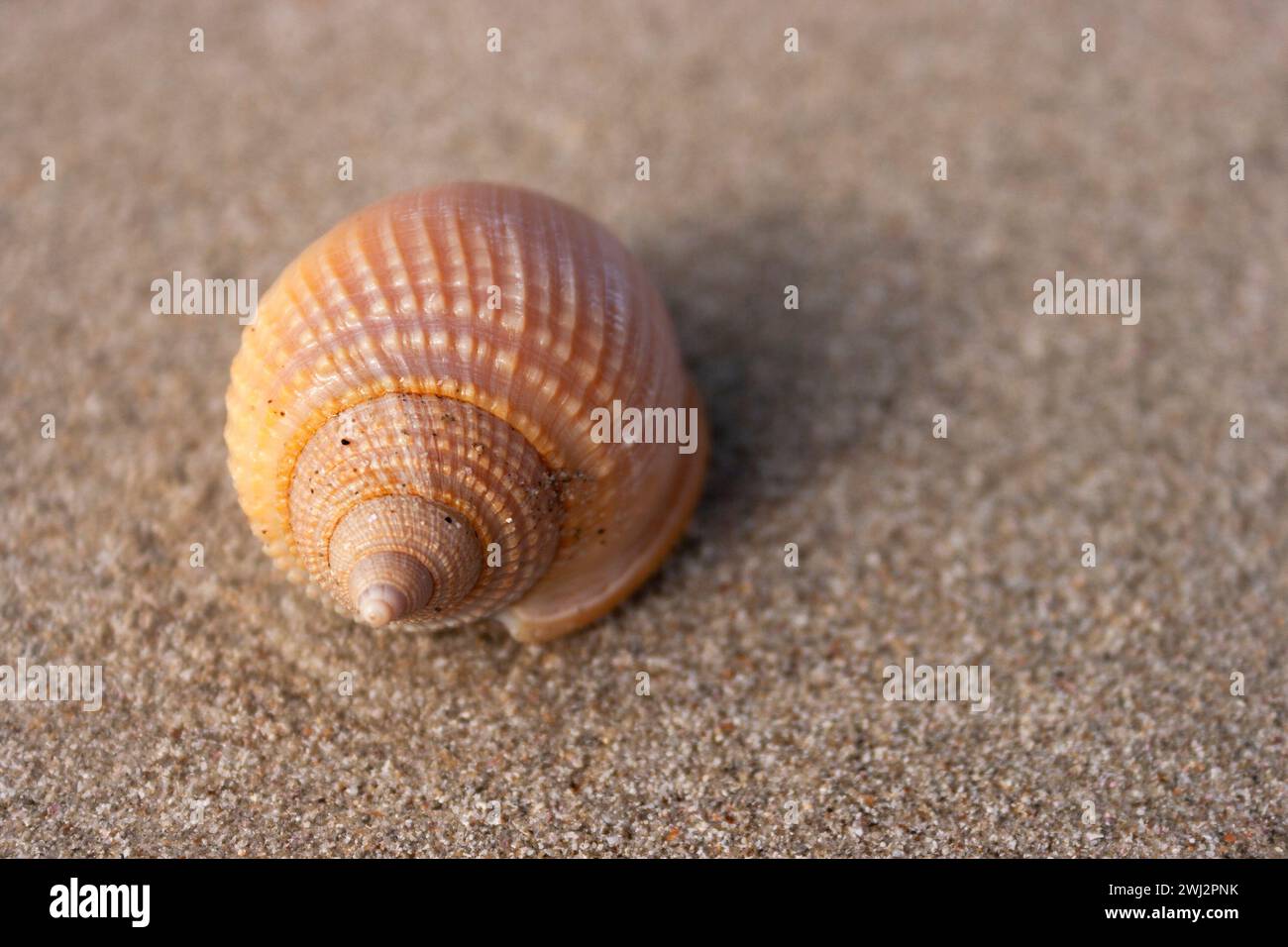 Seashell on a beach in Tasmania in Australia Stock Photo - Alamy
