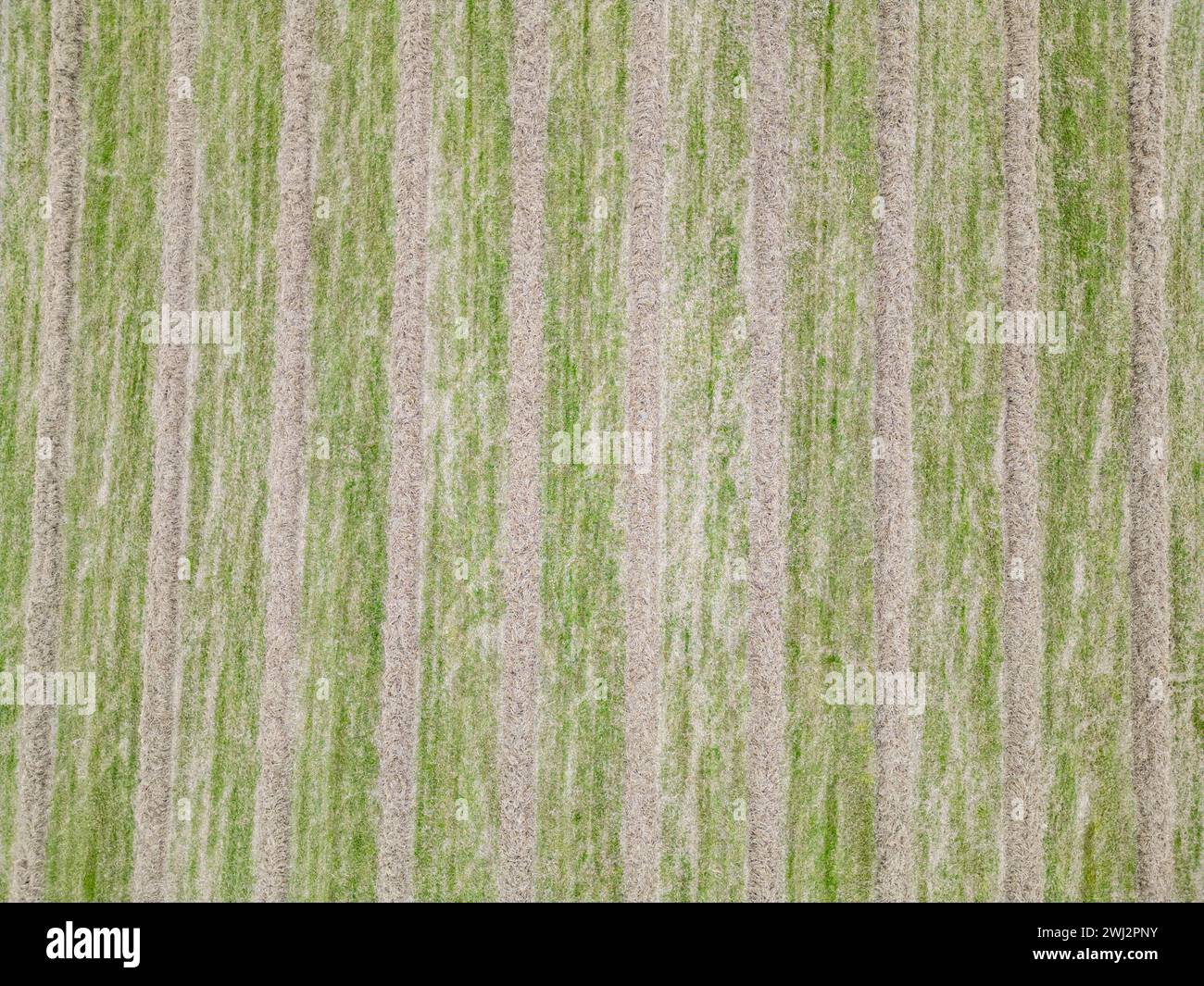 UK farming. Aerial photography of stripes in a grass field during ...