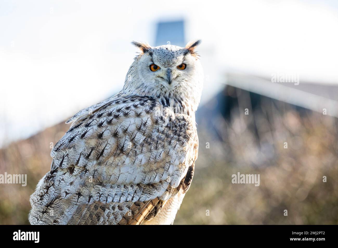 Tura Is a Siberian Eagle Owl at The Suffolk Owl Sanctuary Stock Photo ...