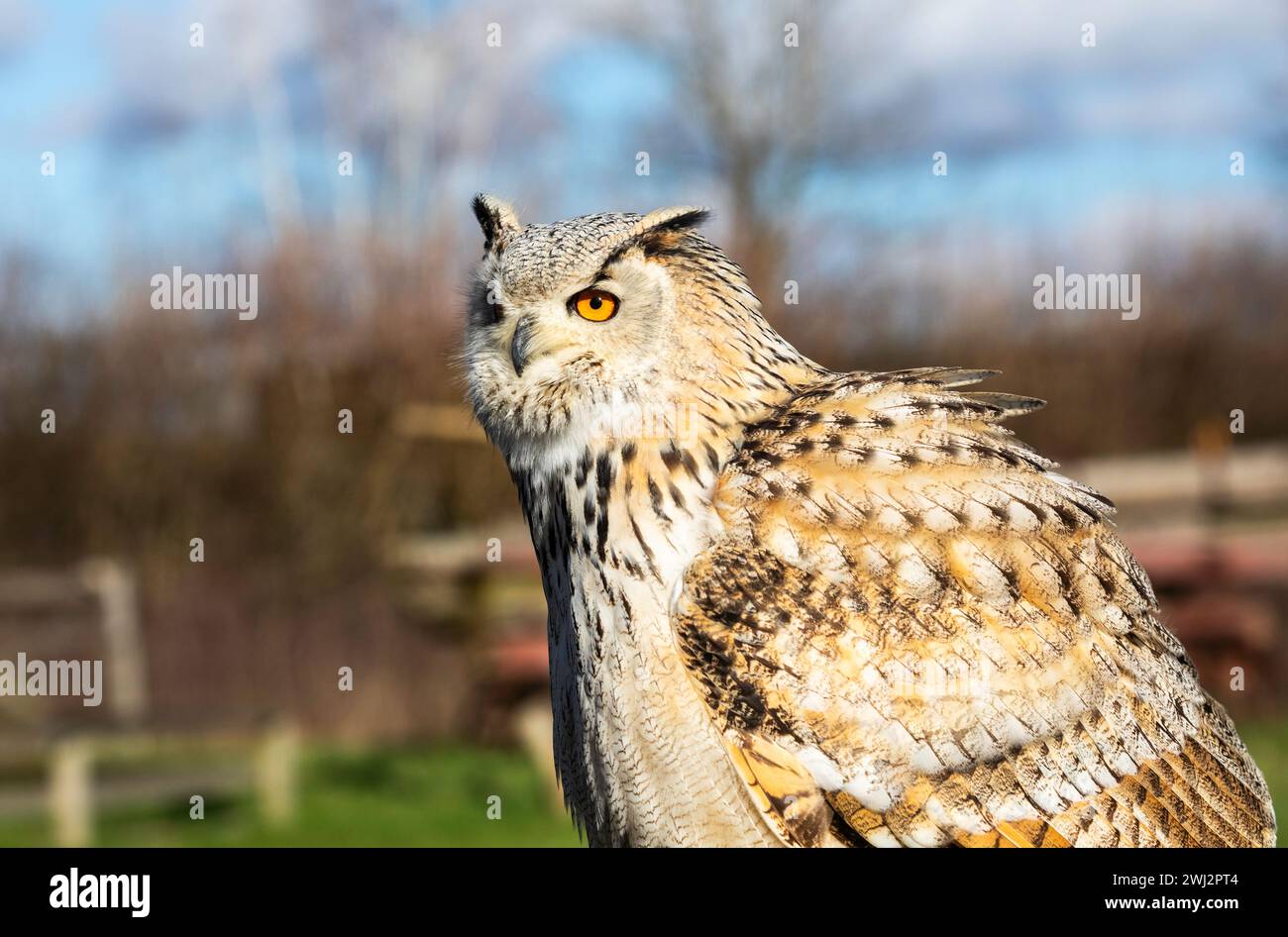 Tura Is a Siberian Eagle Owl at The Suffolk Owl Sanctuary Stock Photo ...