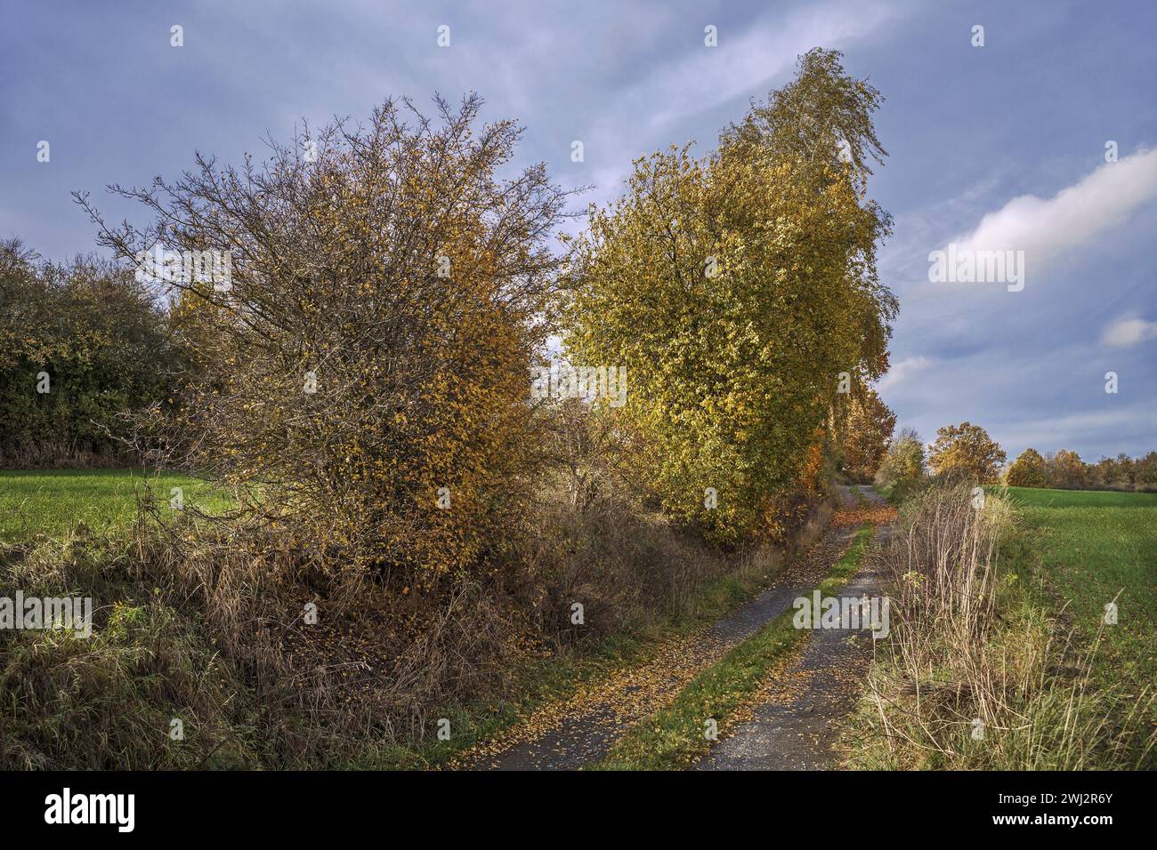 Unploughed strip hi-res stock photography and images - Alamy