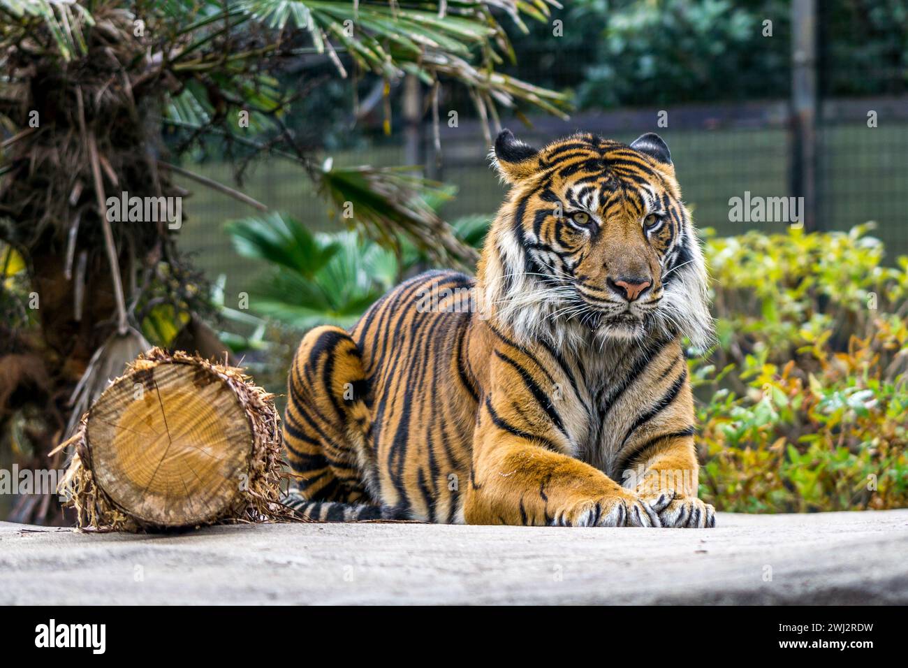 Sumatran tiger at the Zoological garden in Tokyo, Japan Stock Photo - Alamy