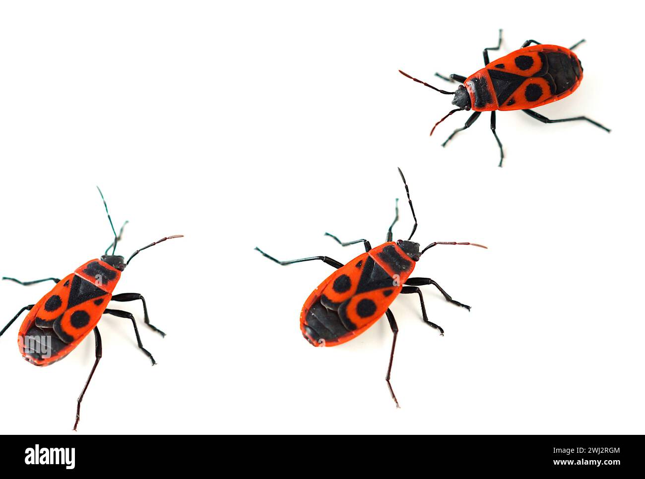 Firebug (Pyrrhocoris apterus) isolated on white background. Close-up of red beetle, three bugs ...