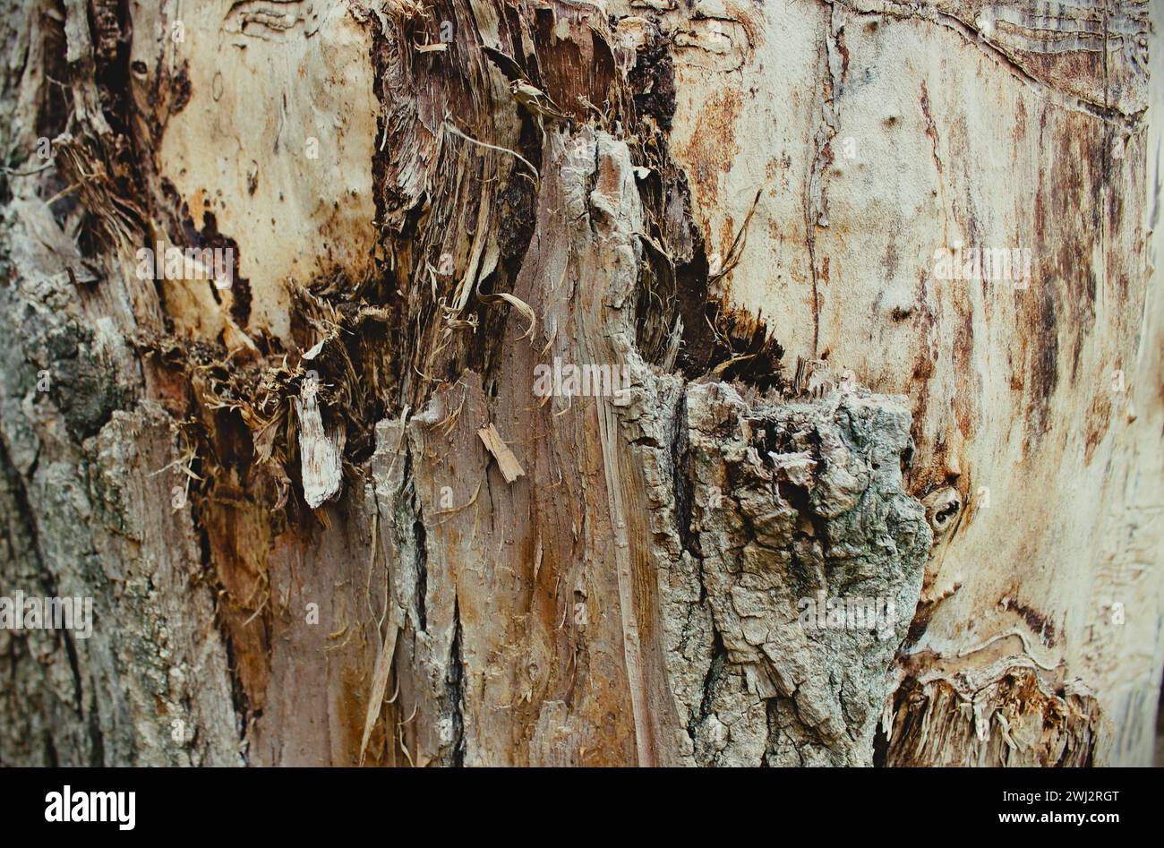 Texture Of Tree Trunk With Aged Bark And Light Wood Under It Stock ...