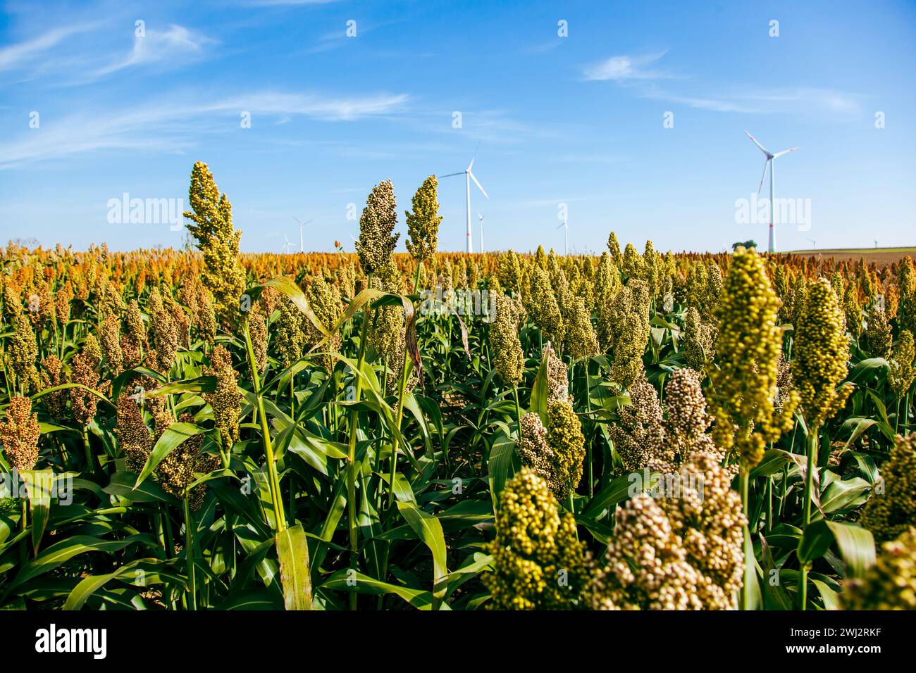 Biofuel and new boom Food, Sorghum Plantation industry. Field of Sweet ...