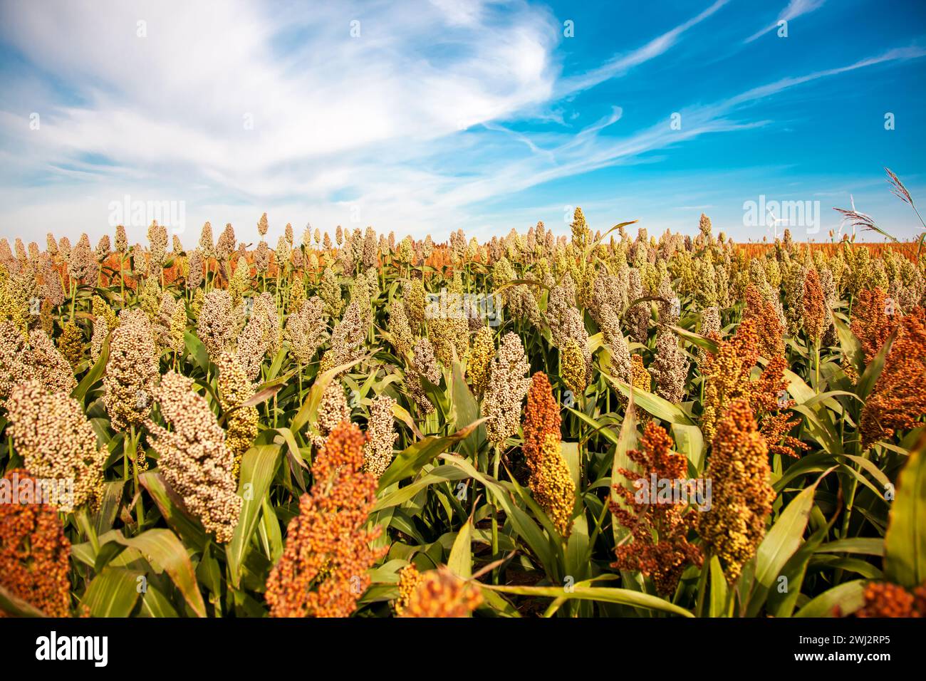 Biofuel and Food, Sorghum Plantation industry. Field of Sweet Sorghum ...