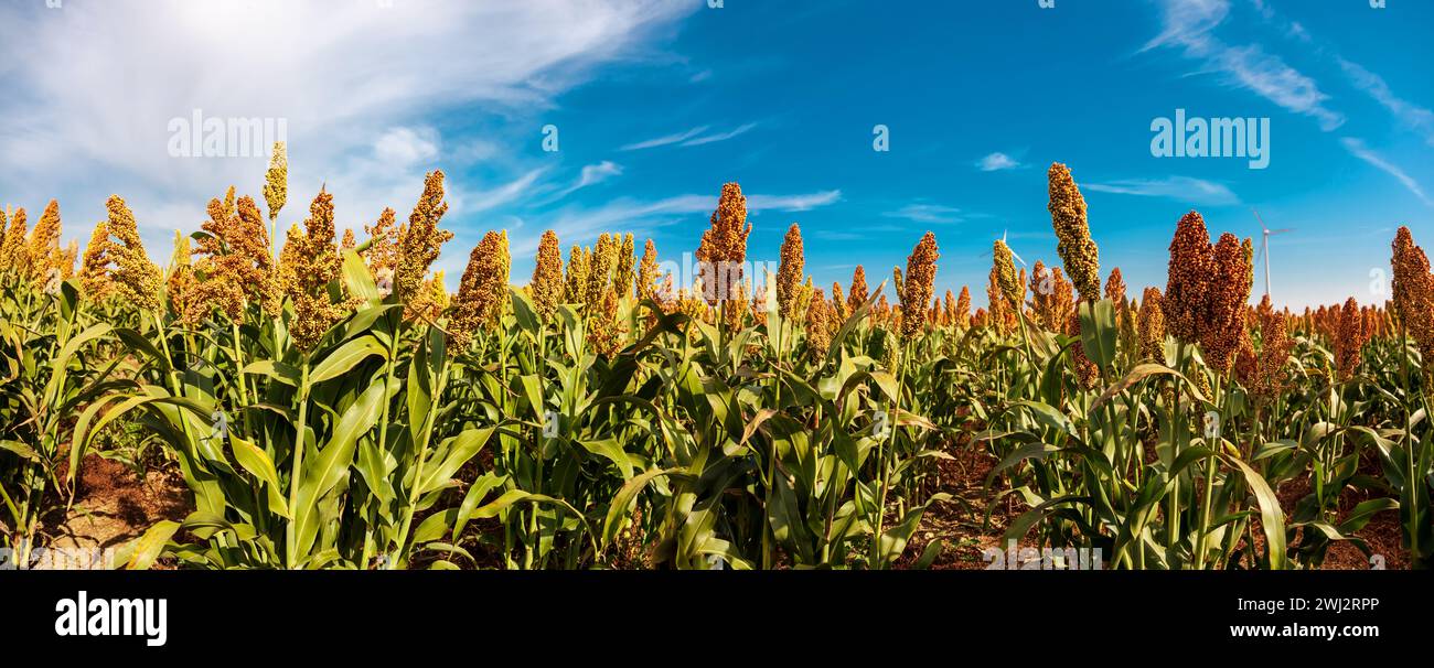 Biofuel and Food, Sorghum Plantation industry. Field of Sweet Sorghum ...