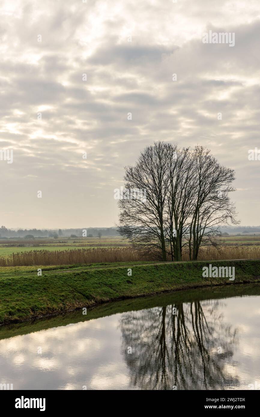 Tree reflecting in the water of the Dommel river in Den Bosch on the ...