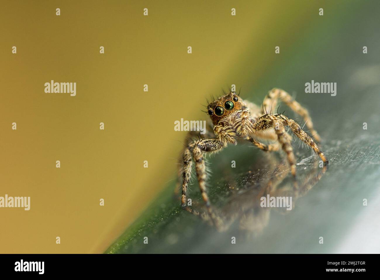 Jumping spider (Salticidae) walking on a metal handrail shot at the ...