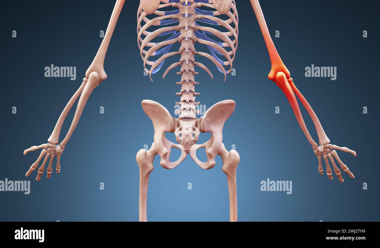 Human skeleton arm elbow anatomy hi-res stock photography and images ...