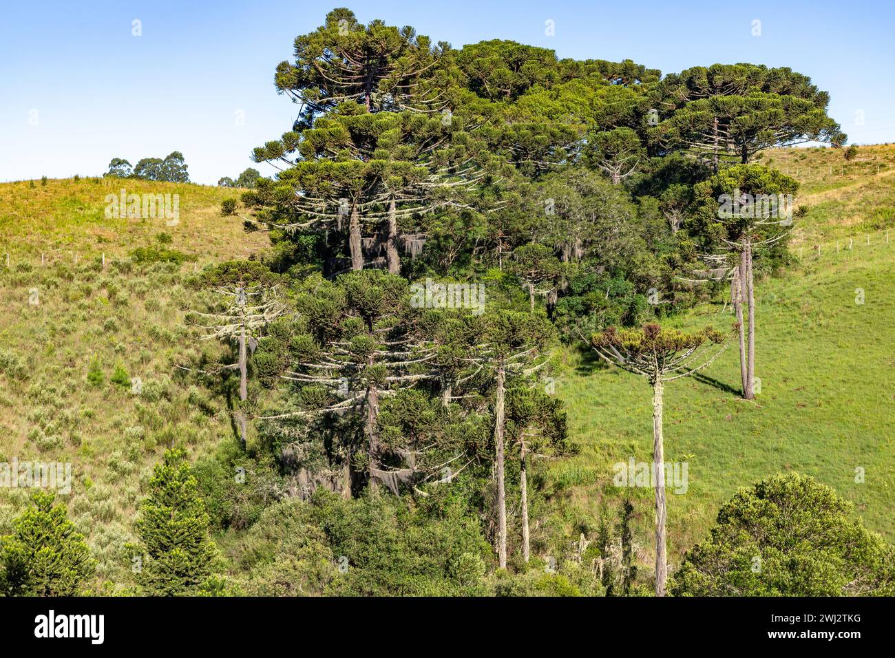 Araucaria forest and typical vegetation, Cambara do Sul, Rio Grande do ...