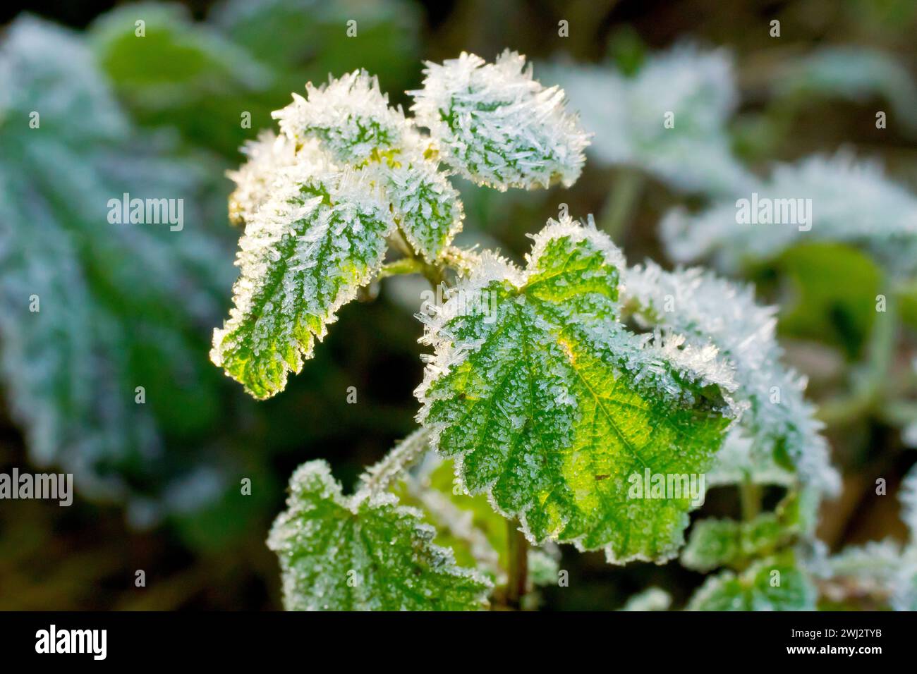 Close up of a piece of foliage, maybe Bramble or Blackberry leaves ...